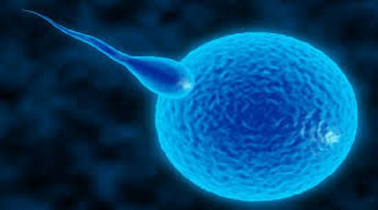 O que é zigoto? - Blog do Ladeira